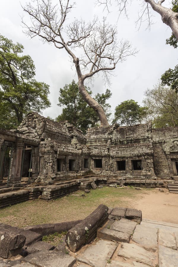 Old Tree in the Ruins of Temple Ta Prohm Stock Photo - Image of tree ...