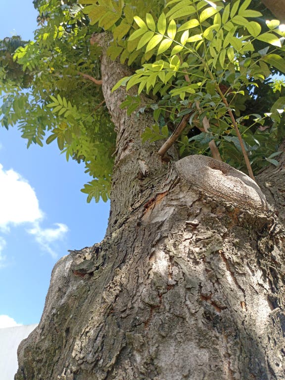 An Old Tree with a Scalded Trunk Stock Image - Image of scalded, tree ...