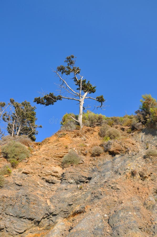 Old tree scenery stock photo. Image of samos, greek, scene - 42948076