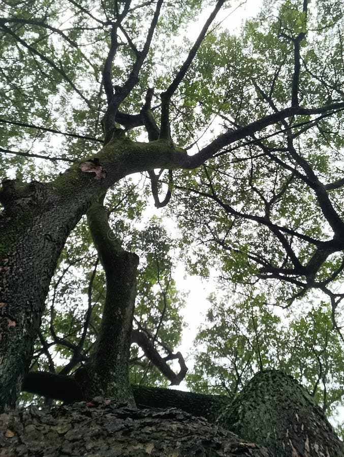 Old Tree Trunks, Branches and Twigs Stock Photo - Image of woodland ...