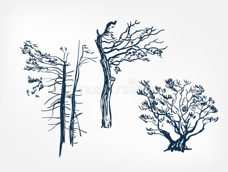 Pencil Drawings Of Twisted Trees