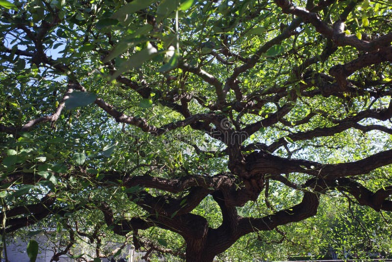 Old Tree Shading the Sunlight Stock Image - Image of sheld, ancient ...