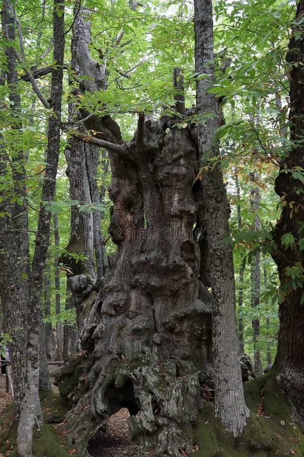 Old tree with shapes stock photo. Image of forest, jungle - 260343890