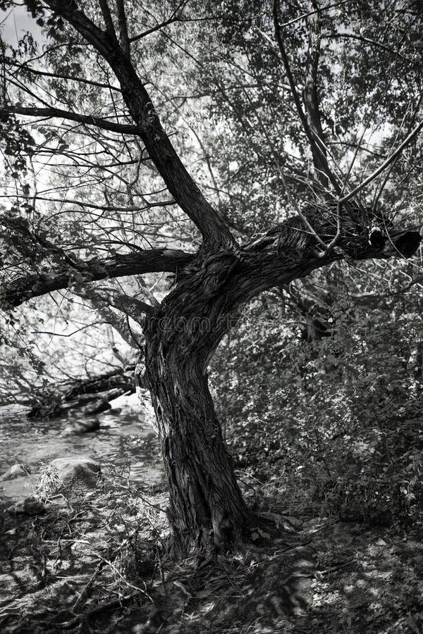 Old Tree on the Shore. Light and Shade on a Summer Day Stock Image ...