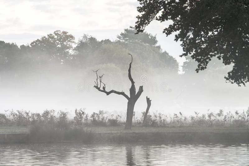 Old Tree Silhouette Against the Misty Morning Light Stock Image - Image ...
