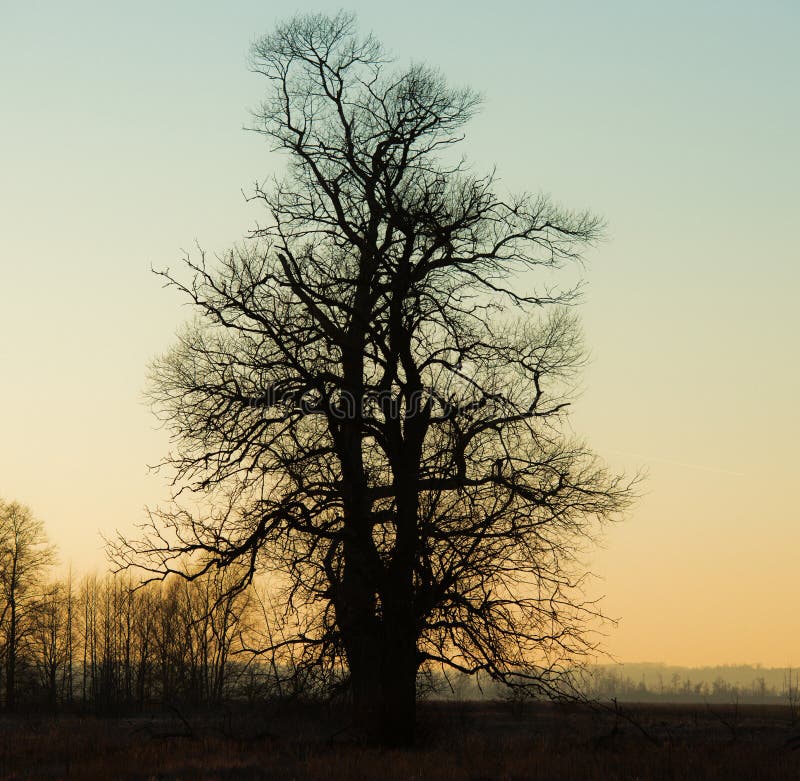 Old tree stock image. Image of beauty, landscape, yellow - 37880645