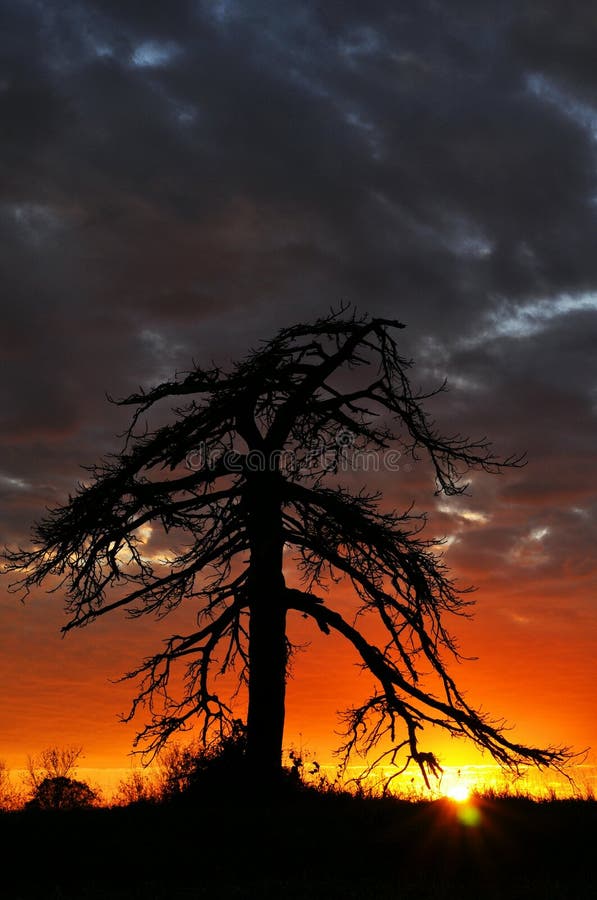 Old Tree silhouette stock image. Image of silhouette - 35825743
