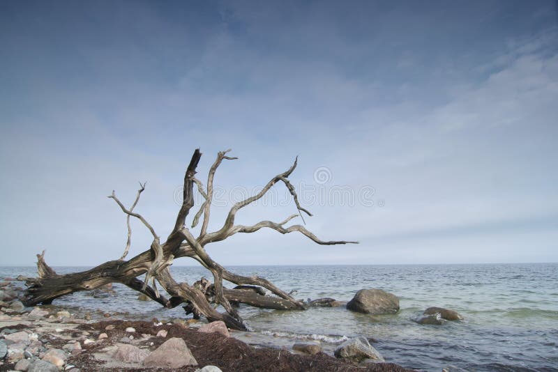 146 Pine Tree Skeleton Stock Photos - Free & Royalty-Free Stock Photos ...