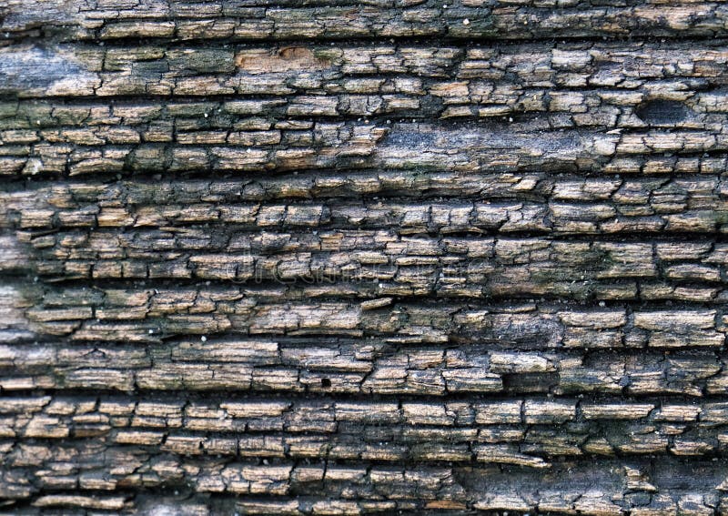 Old tree skin stock image. Image of textured, natural - 100577401