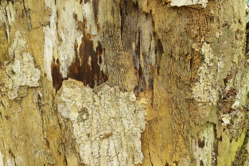 Old tree skin stock image. Image of closeup, macro, wall - 60379453