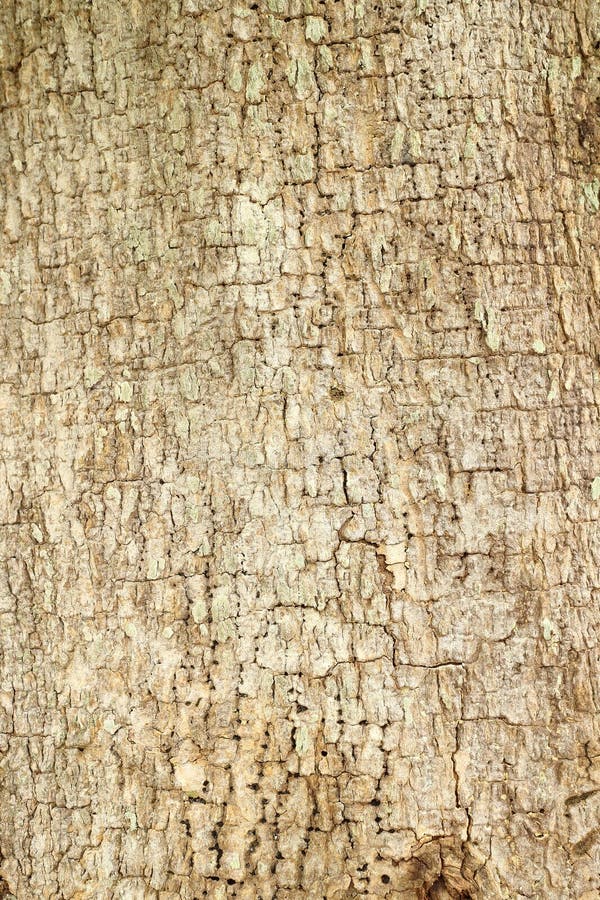 Old tree skin stock image. Image of closeup, macro, wall - 60379453