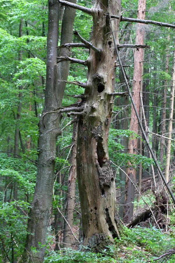 Old Tree in Slovak Paradise National Park, Slovakia Stock Image - Image ...