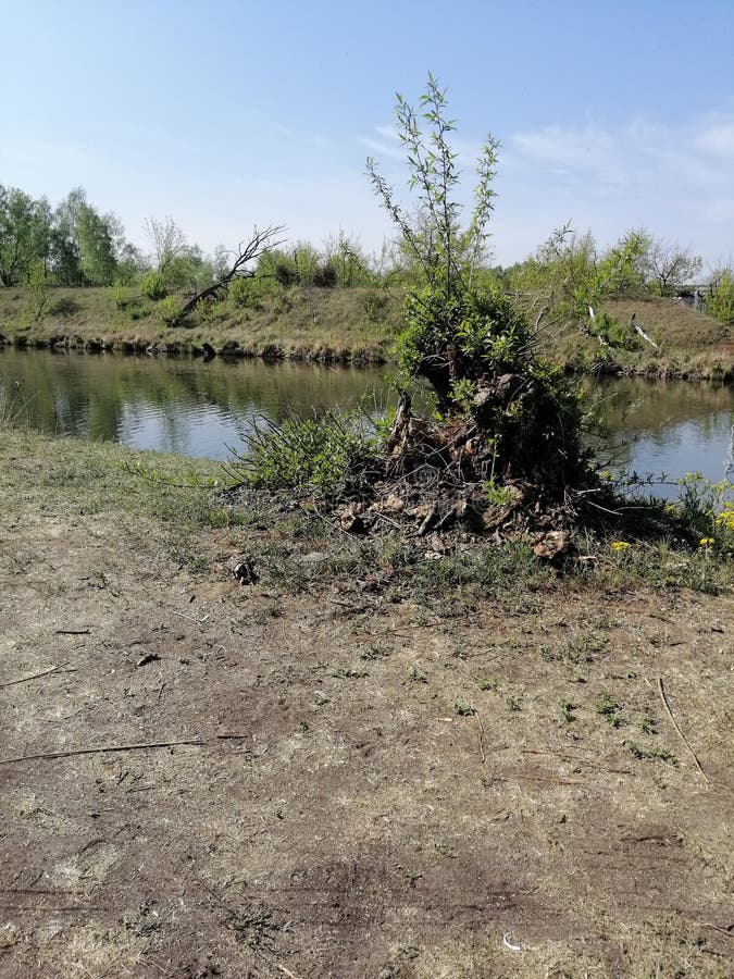 Old tree and small river stock image. Image of swamp - 180915515