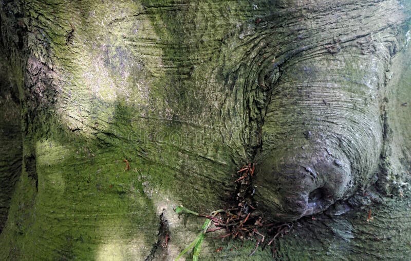 Old Tree Smooth Bark Closeup Stock Photo - Image of bark, closeup ...