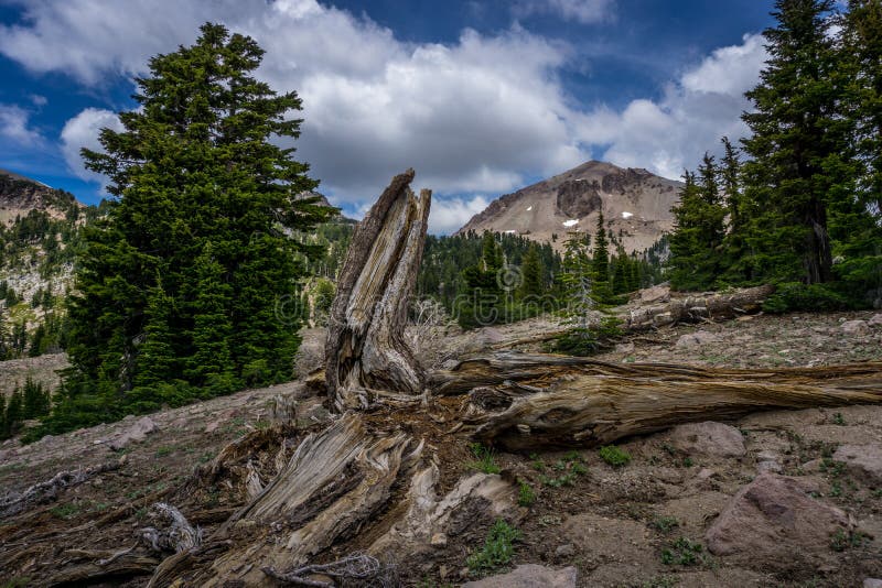 Old Tree Snag and Log, Lassen Peak, Lassen National Park` Stock Photo ...