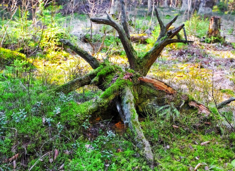 Old tree snag stock photo. Image of moss, country, nature - 50442236