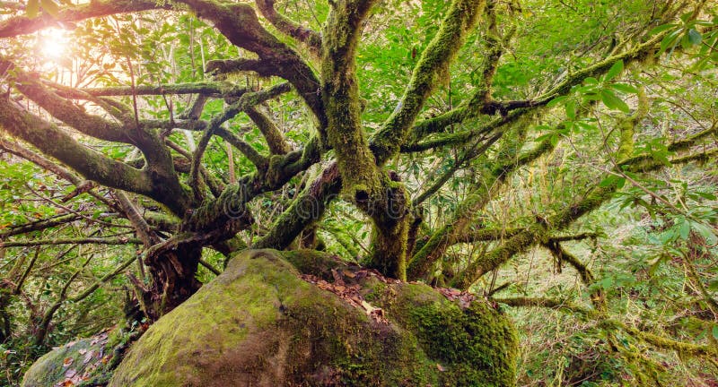 Old Tree with Spread Out Branches Covered with Moss in the Forest Stock ...