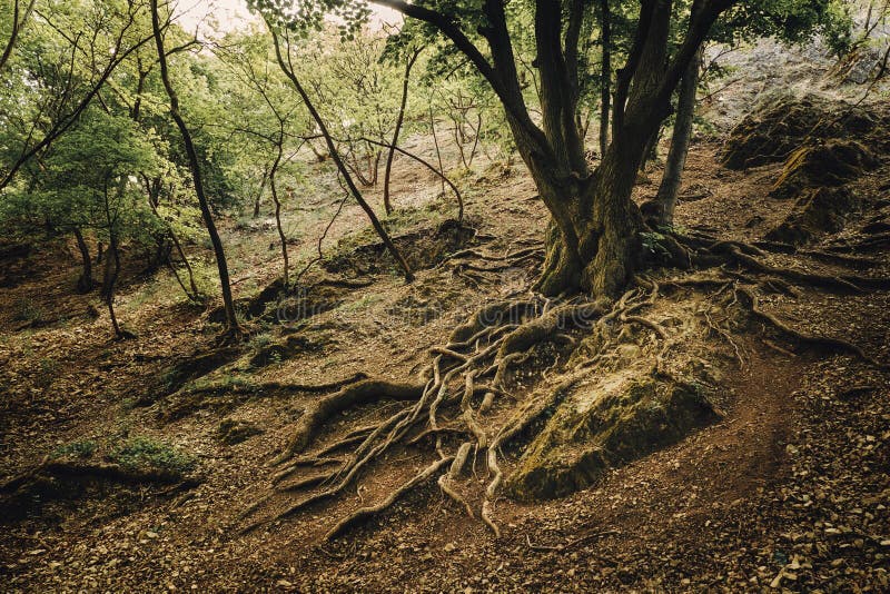Tree roots stock photo. Image of nature, branch, moss - 123369028