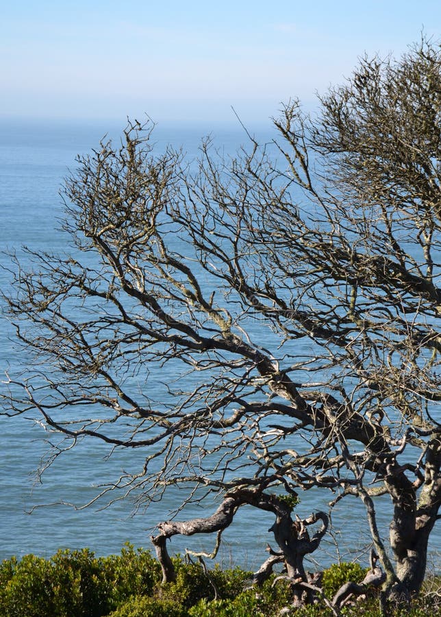 Old Tree Standing on the Shore of Pacific Ocean Stock Image - Image of ...