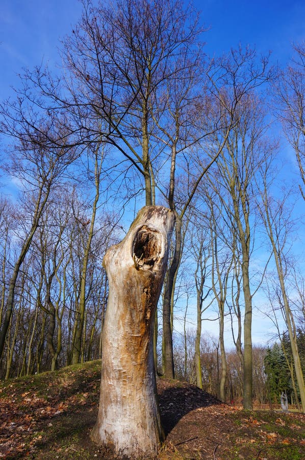 Cut stem stock image. Image of nature, tree, stem, bark - 44797651
