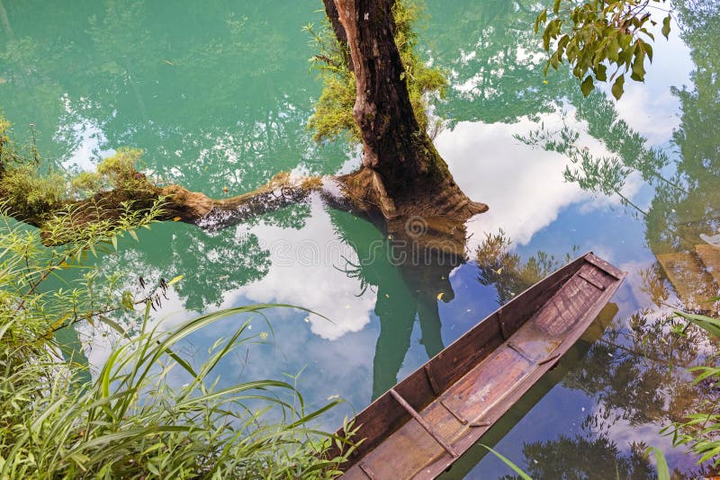 Boat and Old Tree Drowned in Forest Stock Photo - Image of dynasty ...