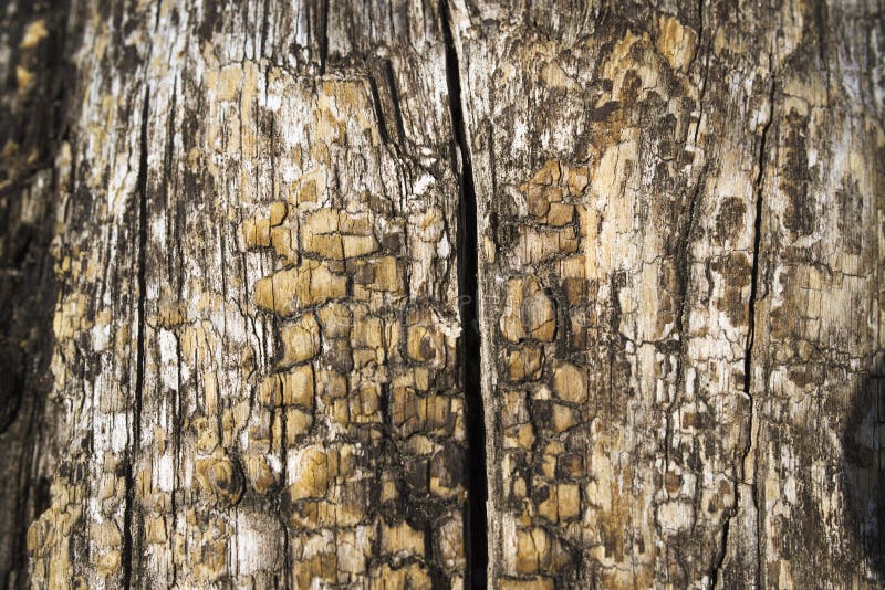 Old tree stem stock image. Image of structure, texture - 73339429