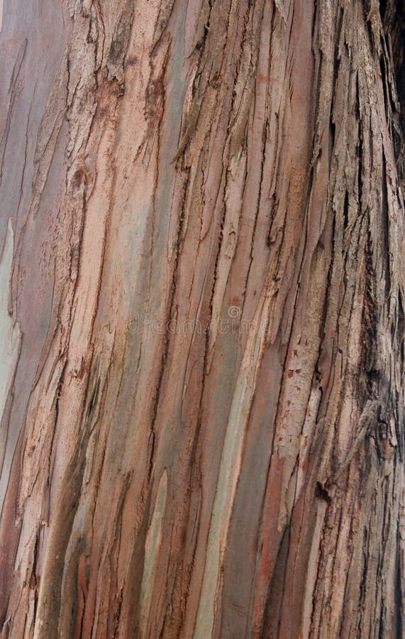 Tree Stem Texture Natural Background. Stock Photo - Image of stem ...