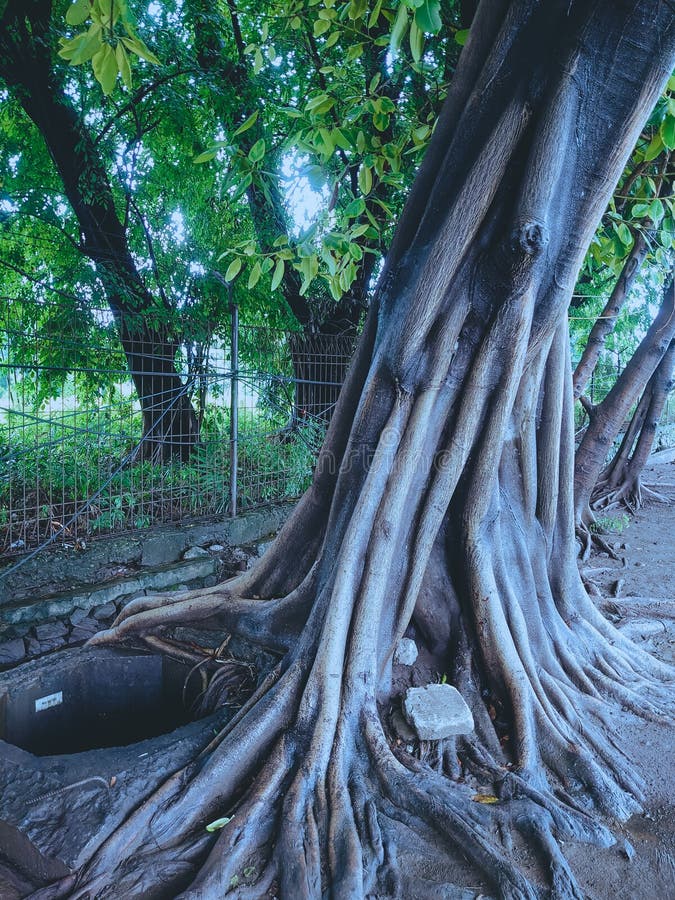 An Old Tree with Sticking Out Roots Stock Image - Image of sticking ...