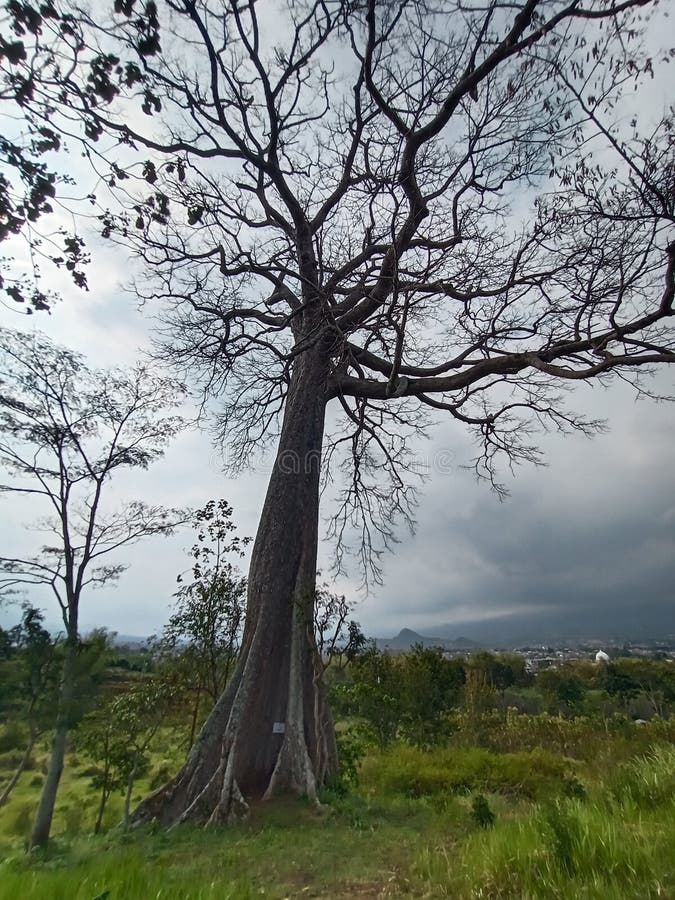 Old Tree Still Struggling To Stand Stock Photo - Image of tree, still ...