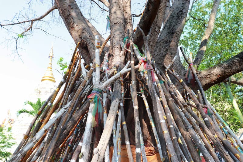Old Tree and Strut Brace a Trees Keep Falling Stock Image - Image of ...