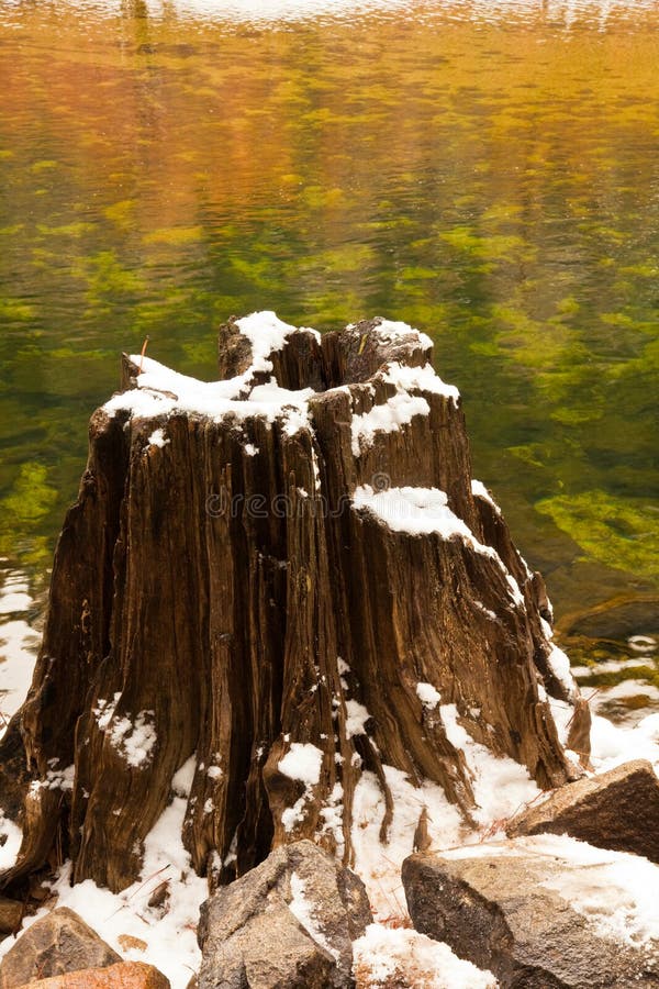 Old Tree Stump stock photo. Image of fall, scenery, national - 38566238