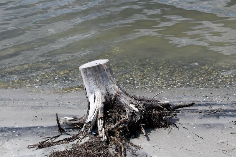 Old Tree Stump Along Ocean Shore Stock Photo - Image of ocean, stump ...