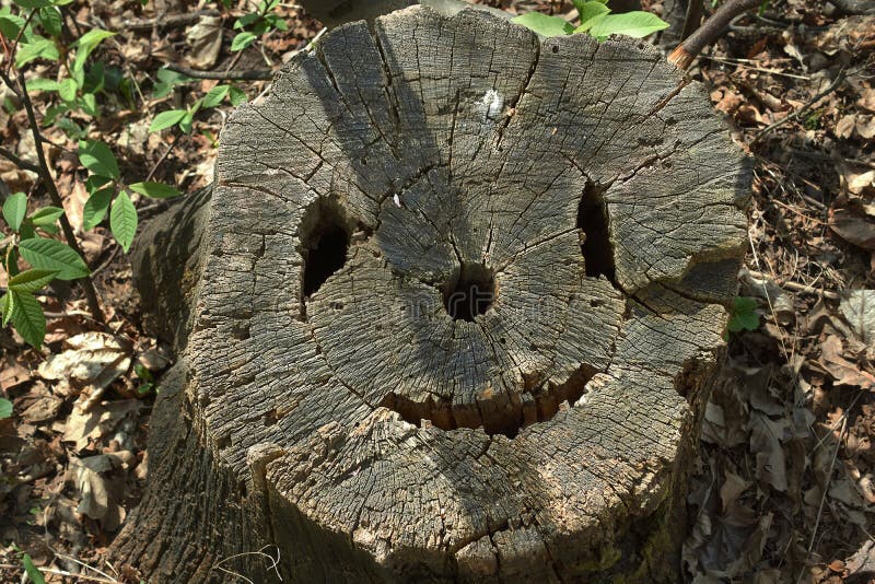 Old tree stump. stock image. Image of black, drawing - 54309115