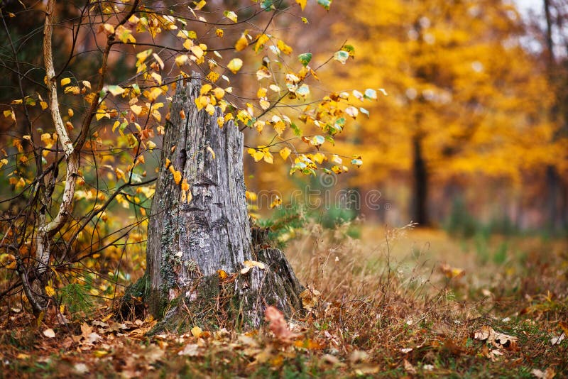 Old tree stump in autumn stock photo. Image of natural - 43009470