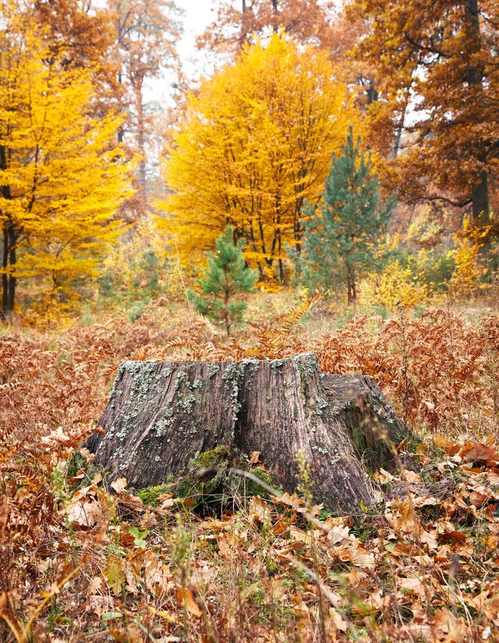 Old tree stump in autumn stock photo. Image of plant - 43011632
