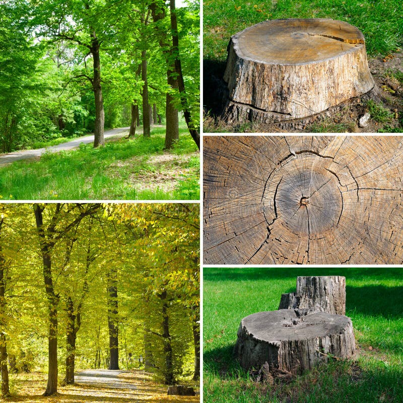Old Tree Stump and Autumn Forest. Collage Stock Image - Image of boards ...