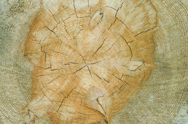 Old Tree Stump Background,weathered Wood Texture with the Cross Section ...