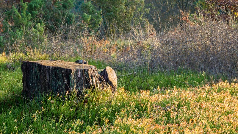 Old Tree Stump Covered in a Beautiful Type of Grass Stock Photo - Image ...