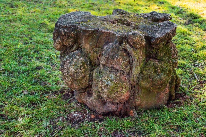 Old beautiful tree stump stock photo. Image of nature - 113322228