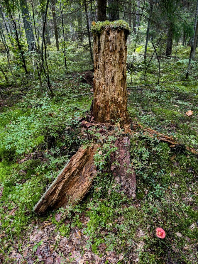 Old Tree Stump Covered with Moss in a Dense Forest Stock Photo - Image ...