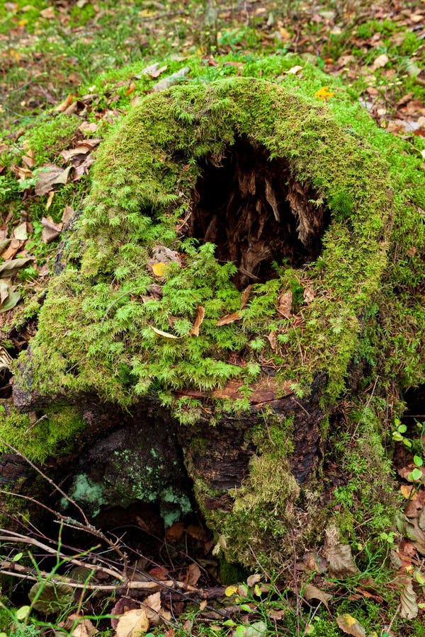 Rotten Dead Wood Tree in Forest Stock Photo - Image of gloomy, dead ...