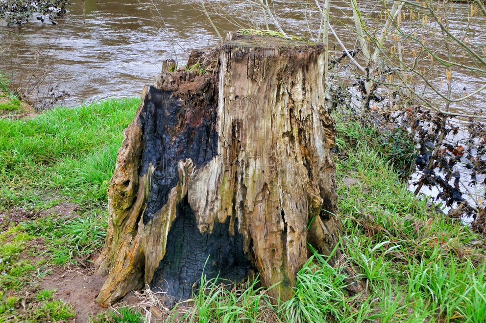 Old Tree Stump stock photo. Image of organic, decay - 272004640