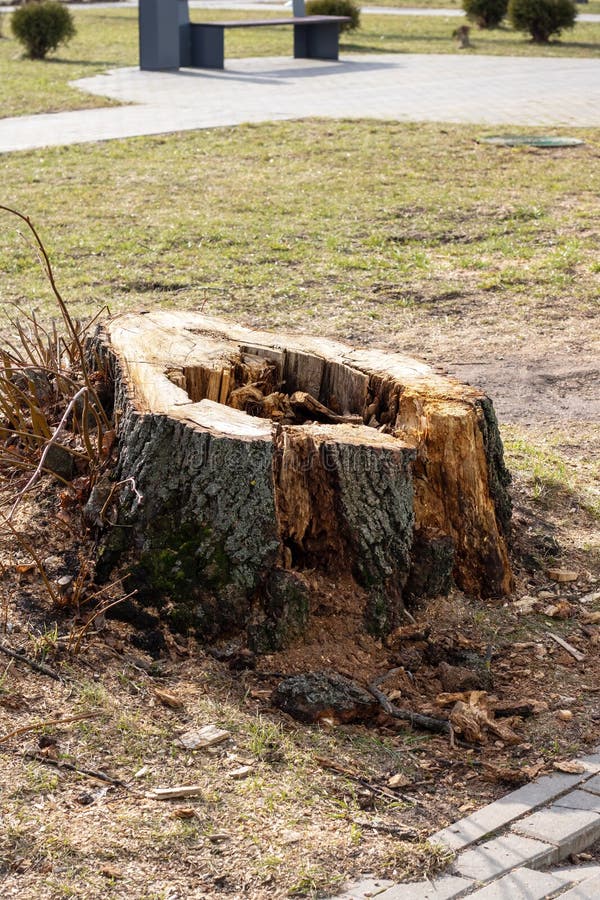 An Old Tree Stump Featuring a Noticeable Hole Right in the Middle Stock ...
