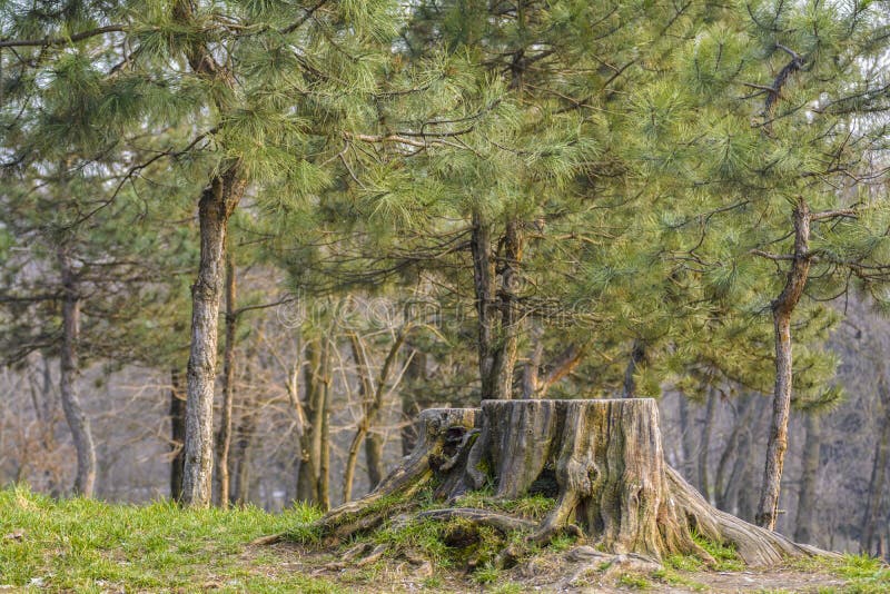 Old tree stump stock photo. Image of douglas, forest - 51422530