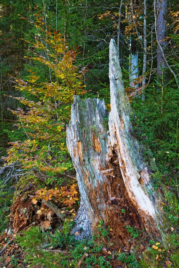 Old tree stump stock image. Image of landscape, dead - 58169933