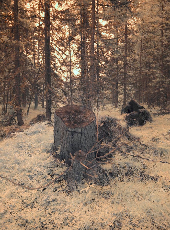 Old tree stump and forest stock photo. Image of infrared - 43045952