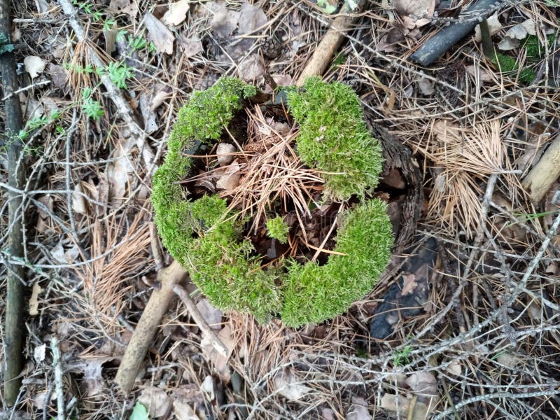Old Tree Stump in the Forest Covered with Moss with Beautiful Patterns ...