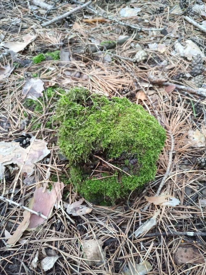 Old Tree Stump in the Forest Covered with Moss with Beautiful Patterns ...