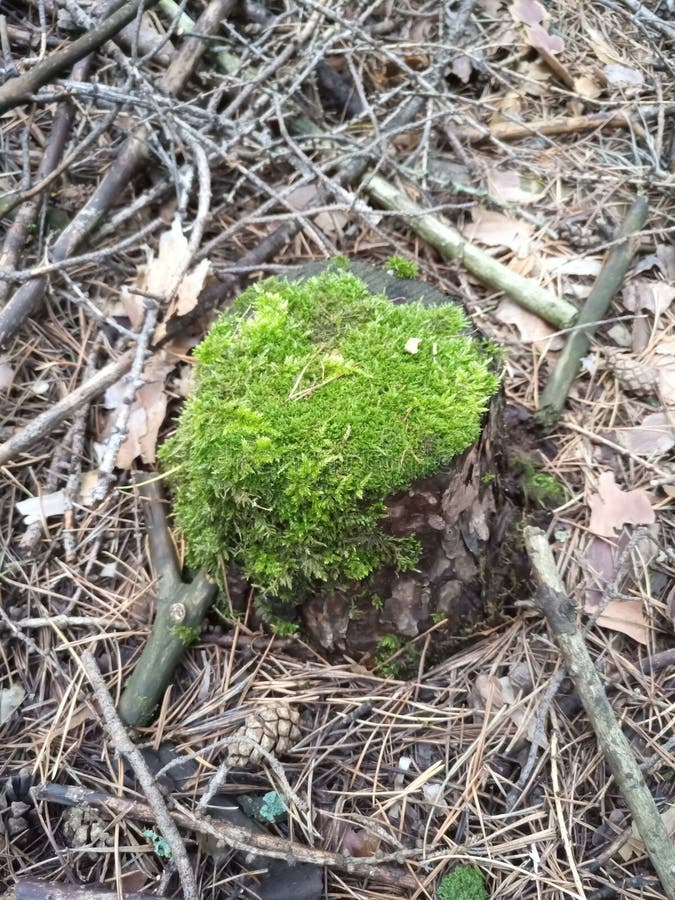 Old Tree Stump in the Forest Covered with Moss with Beautiful Patterns ...