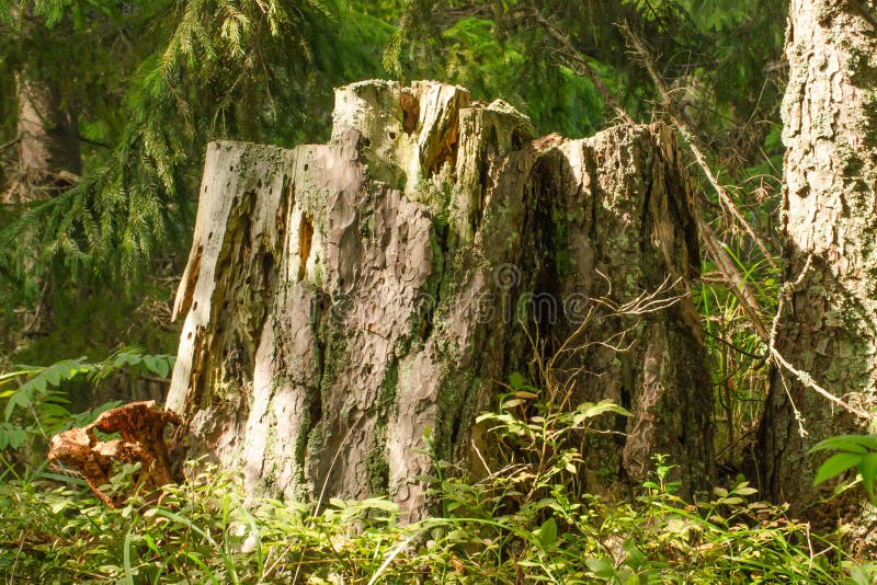 Old Tree Stump in the Forest on a Sunny Day, Covered with Green Moss ...